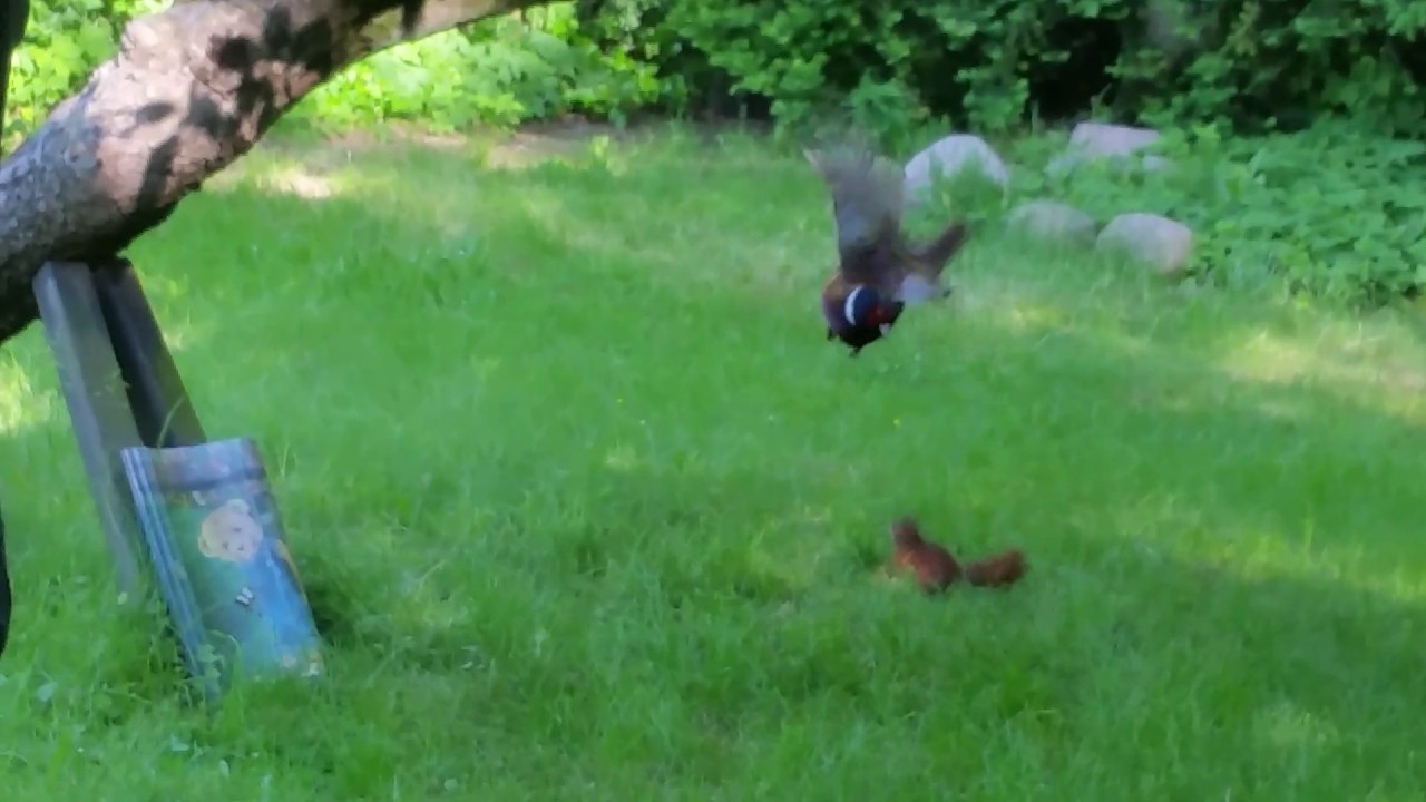 Morgens,halb zehn in Deutschland.... - YouTube