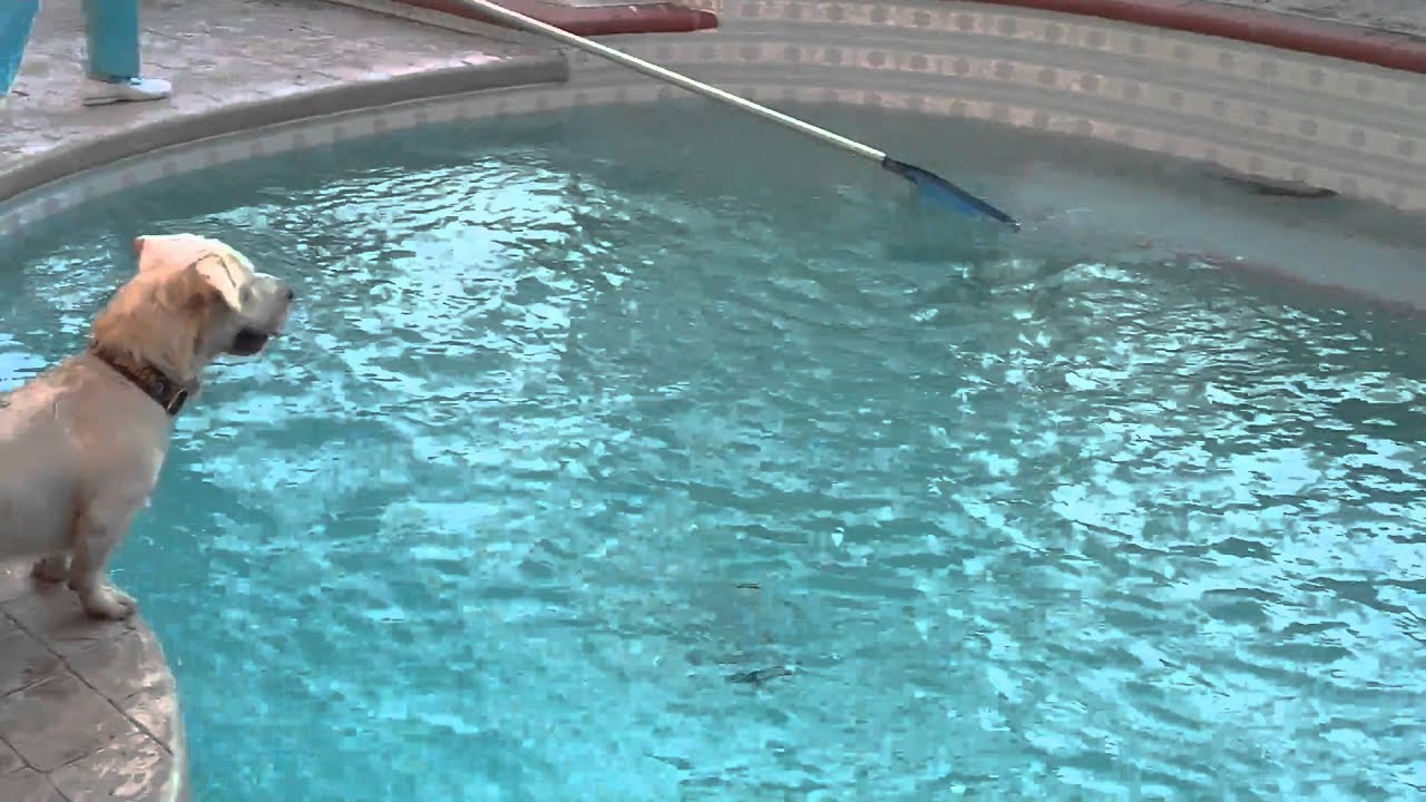 Swimming Squirrel - YouTube