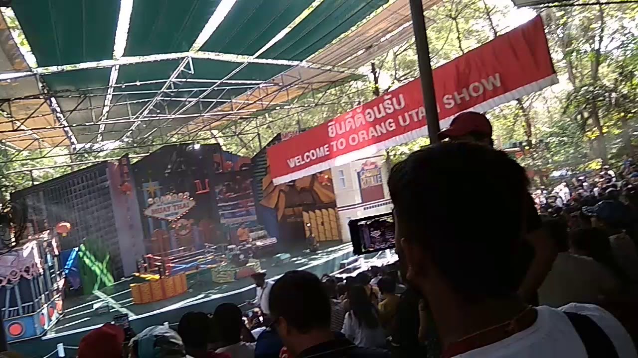 Safari world orangutan show at bangkok - YouTube