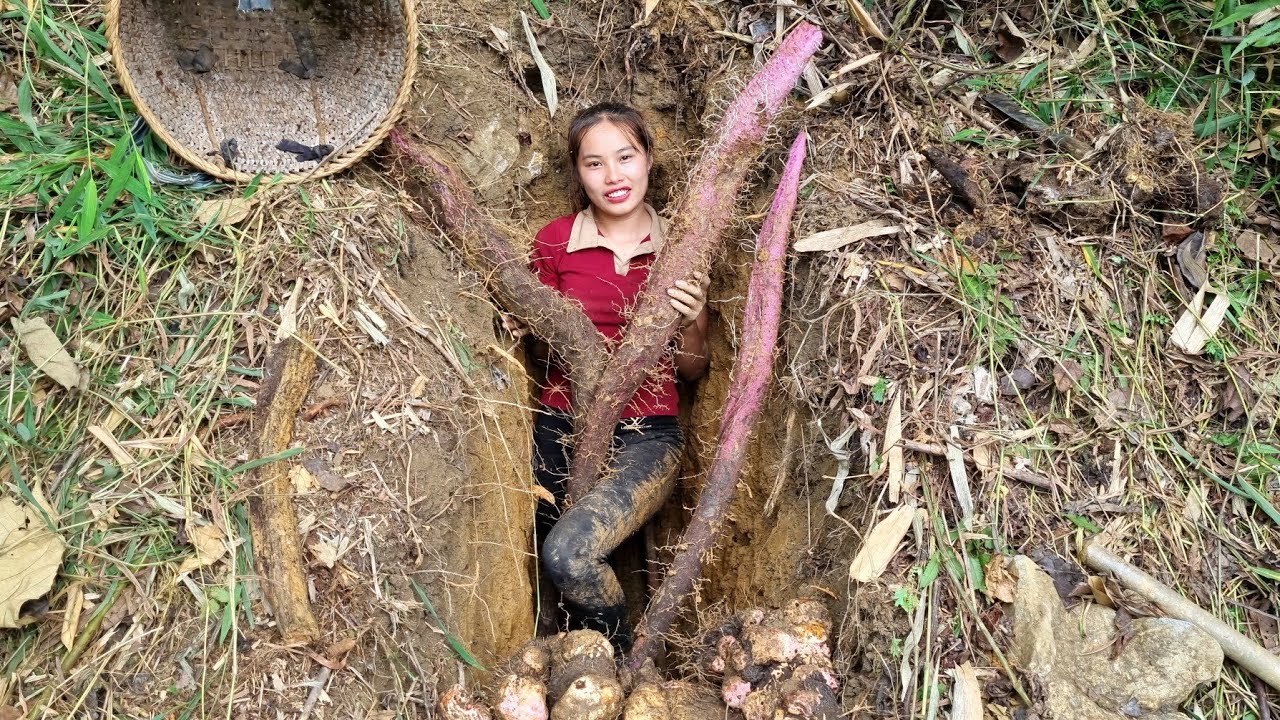 Harvest giant yams, Bring them to the market to sell - take care of the ...