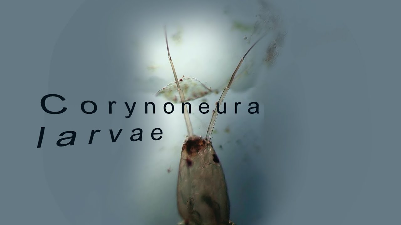 Corynoneura larvae - YouTube