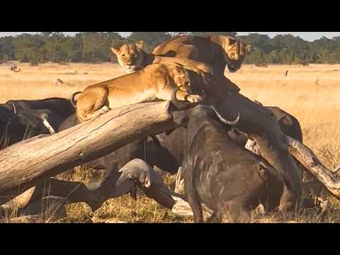 Buffaloes Trap Lion Pride Up Tree When Hunt Goes Wrong