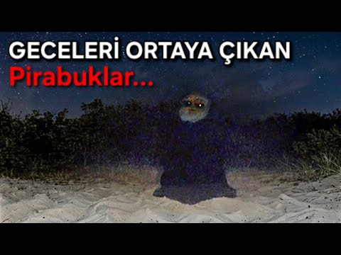 GECELERİ ORTAYA ÇIKAN PİRABUKLAR 