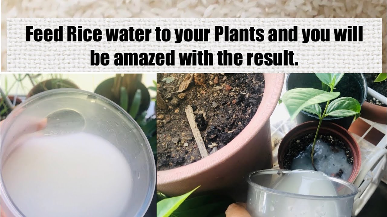 Rice Water Benefits in the Garden / Rice water as a fertilizer - YouTube