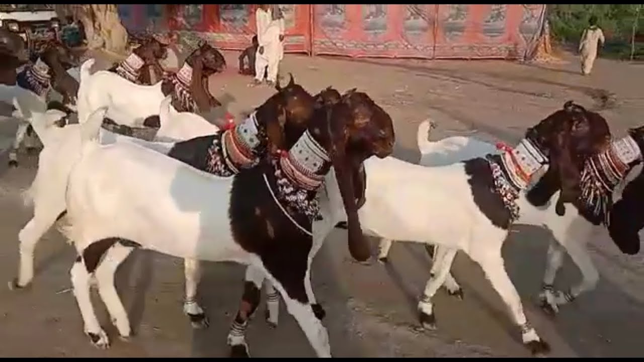 Pure Pateri Goats of Allah Dito Chandio & Saddam Sahito | Nagra Farm ...