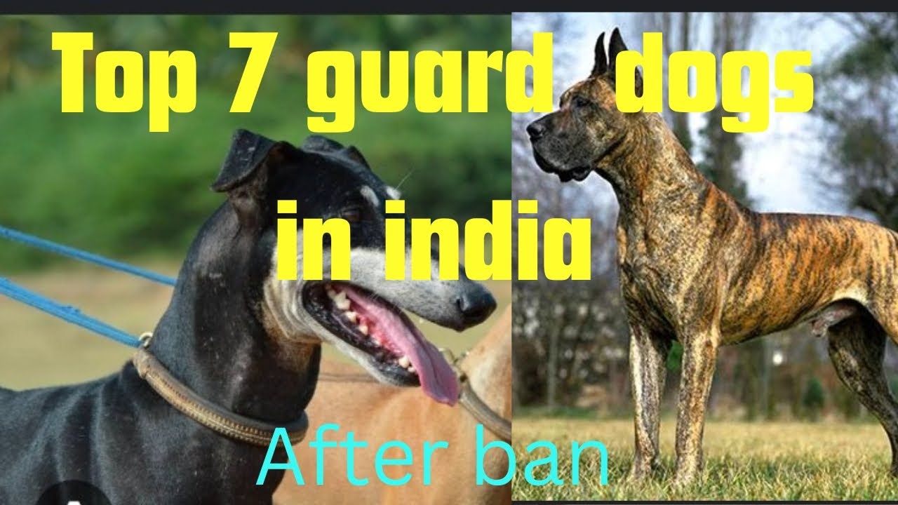 Top 7 guard dogs in india after ban | indian and foreign breed - YouTube