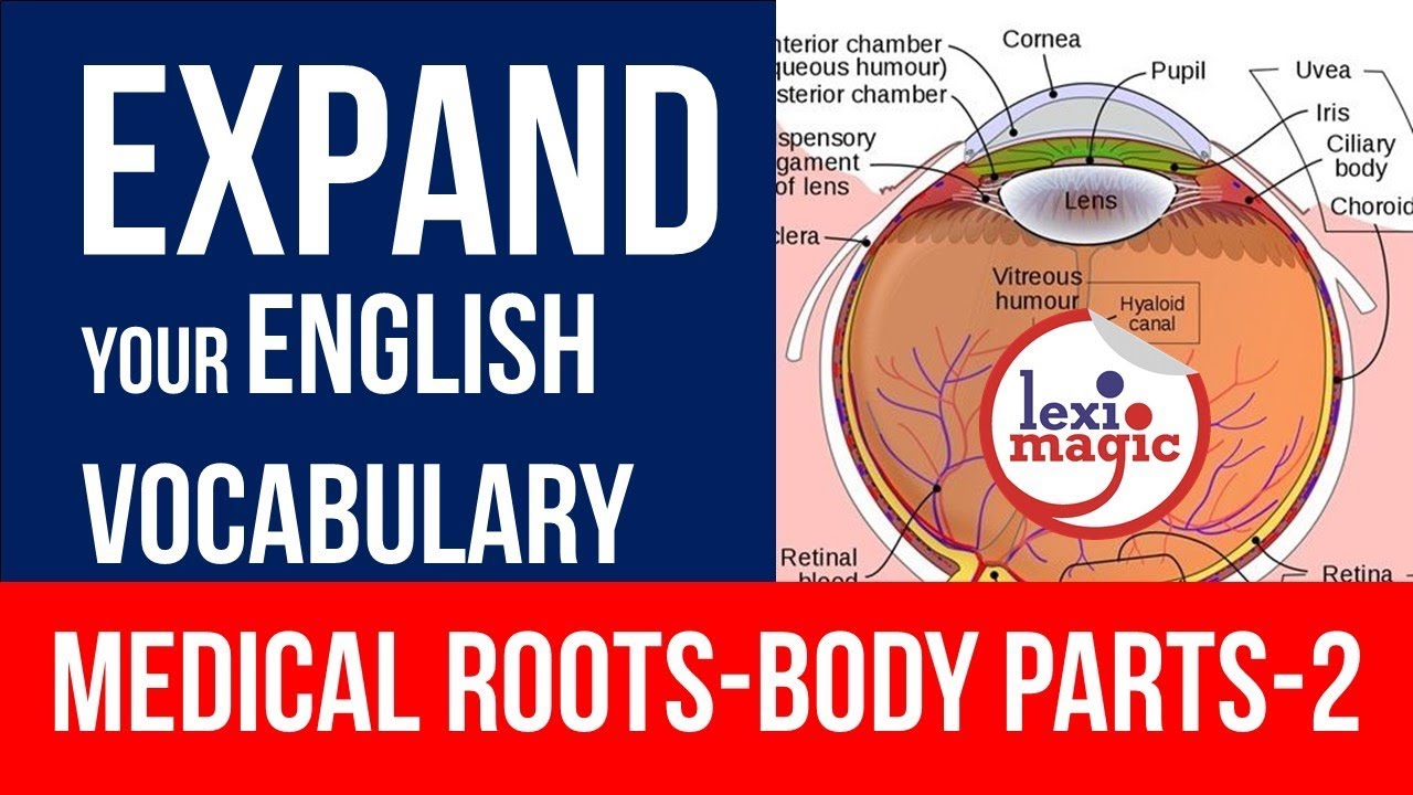 Medical Roots for Body Parts-2 - YouTube