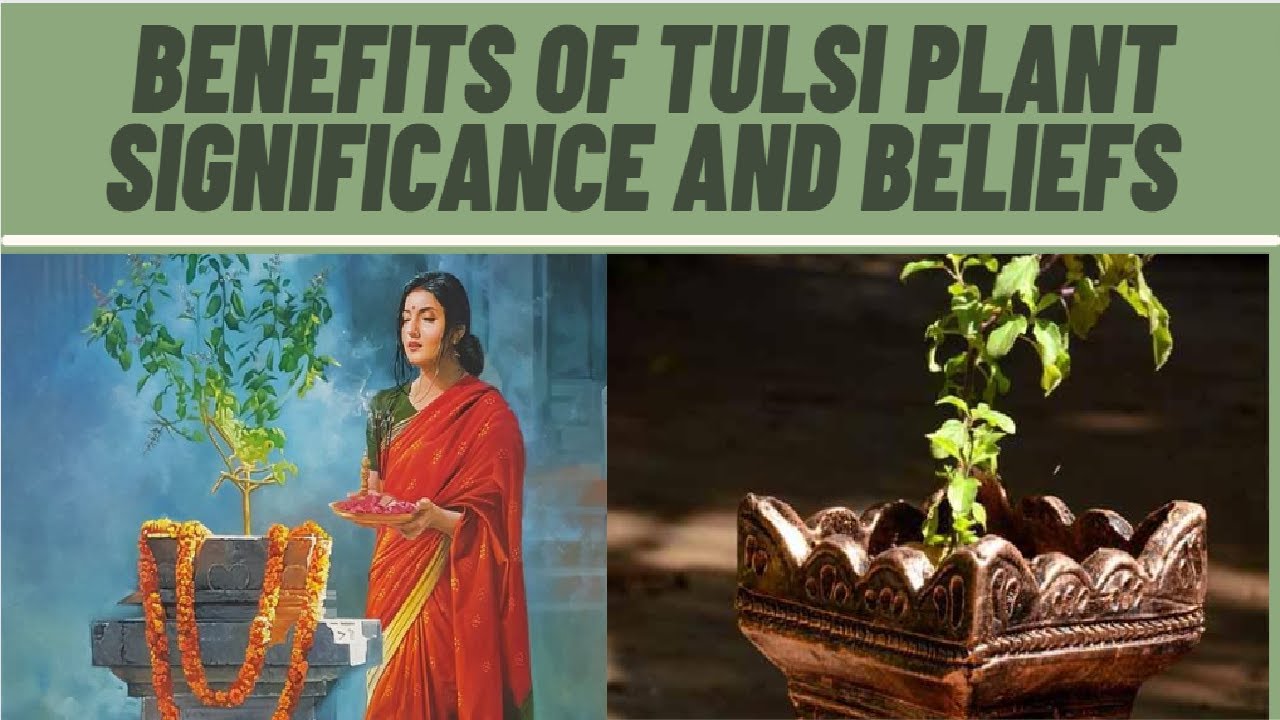 Benefits of Holy Tulsi Plant - Significance and Beliefs - YouTube