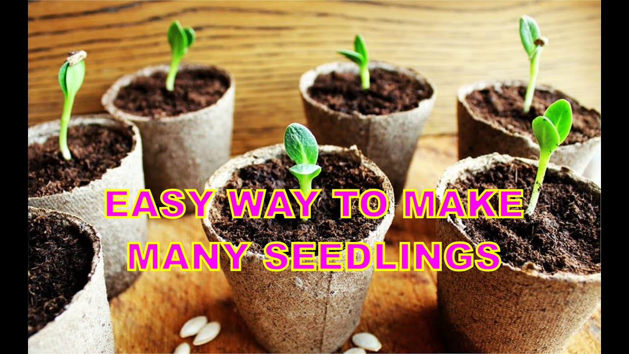 EASY WAY TO MAKE MANY SEEDLINGS - YouTube