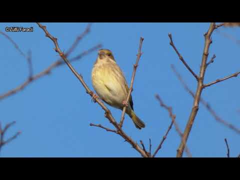 Qısa video - Adi yaşılca (lat. Chloris chloris) - dişi fərd