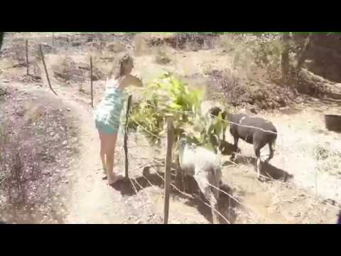 Corga da Pereira  First Steps