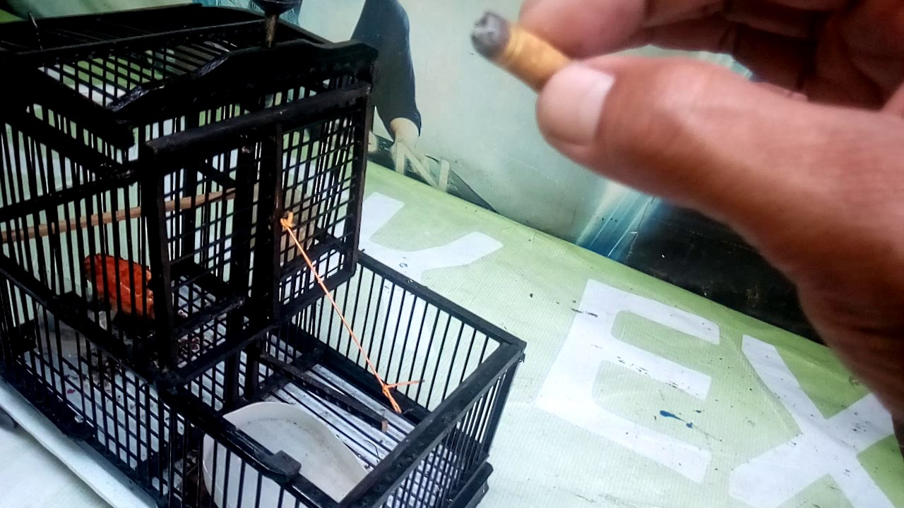 Jebakan burung paling praktis - YouTube