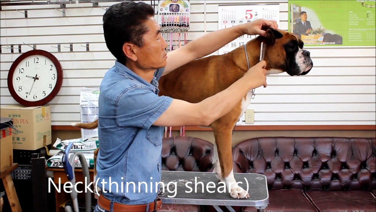 윤형석애견미용원 James' Dog grooming Salon Boxer trimming T.016-680-0700 - YouTube