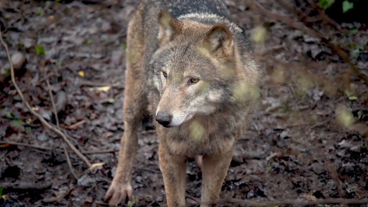 Why Do We Find Deadly Animals So Loveable? | The Science of Cute | BBC ...