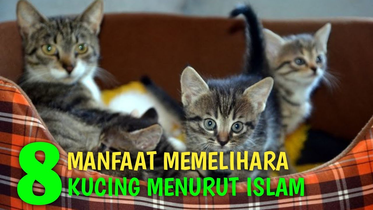 8 Manfaat Memelihara Kucing Menurut Islam - YouTube