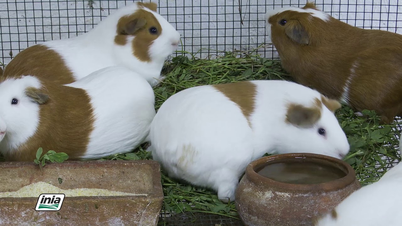 MANEJO DE LOS CUYES - YouTube