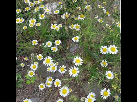 SELDA BAĞCAN/NEŞET ERTAŞ/SERVET KOCAKAYA/KIVIRCIK ALI (KARISIK KASET)