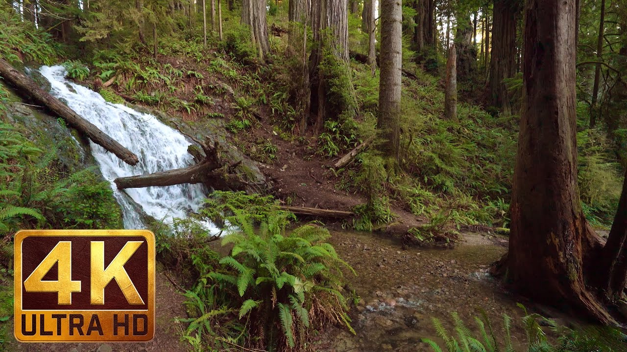 2.5 HRS Virtual Nature Walk in the Redwood National and State Parks in ...