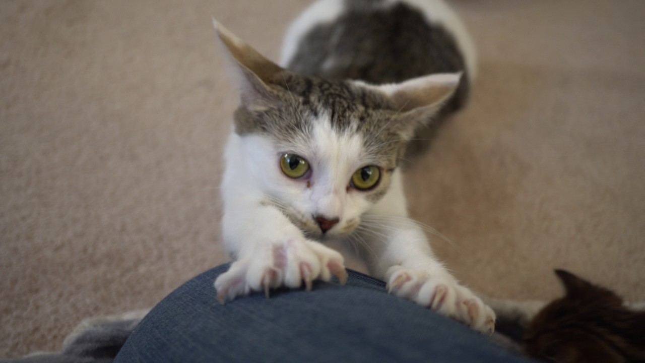 Kitten Close Up in 4K 2017-07-27 - YouTube