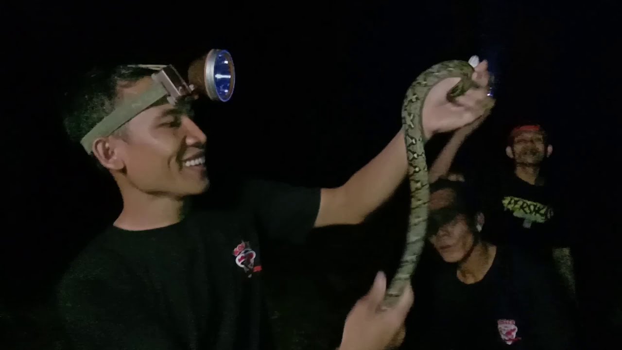 nemu anakan python.. - YouTube