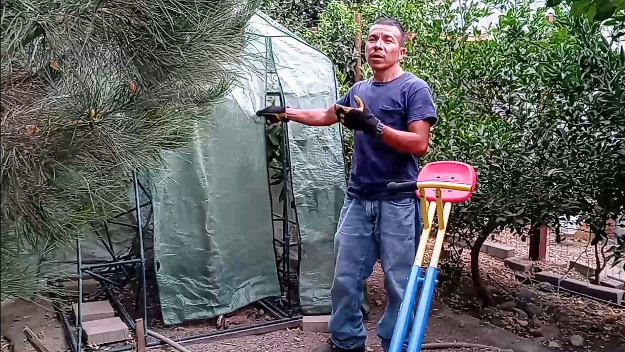 how to protect mango tree in the winter, the remoble of my greenhouse ...
