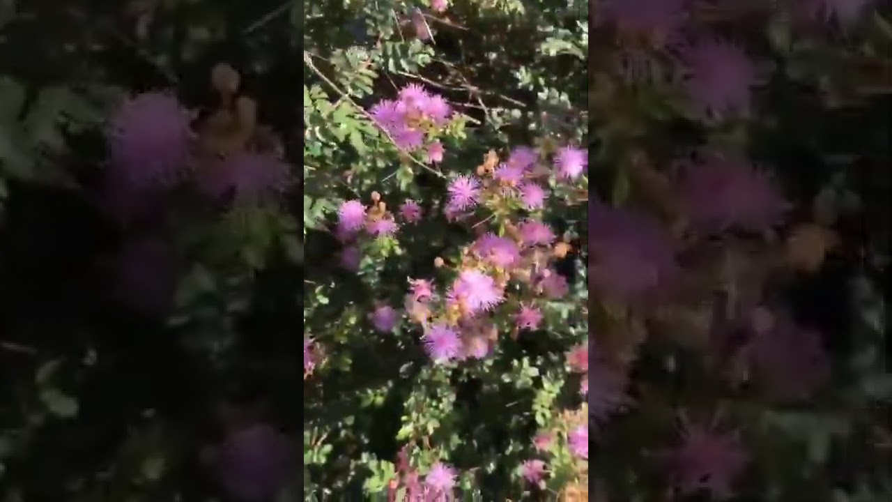 ุดุฌุฑุฉ ๐ณ ุงูุฎุฌููุฉ ูุญุจูุง ุงููุญู ๐ ูู
ููุฏุฉ ูููุญู ุฌุฏุงู Youtube