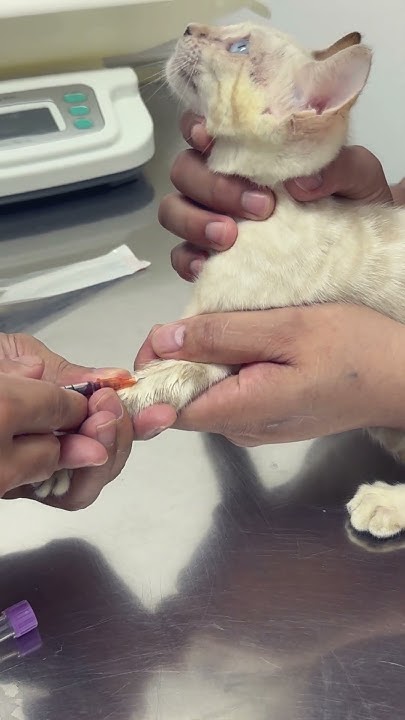 Anya The Bengal Is Brave Bengals Cat Kitten Youtube