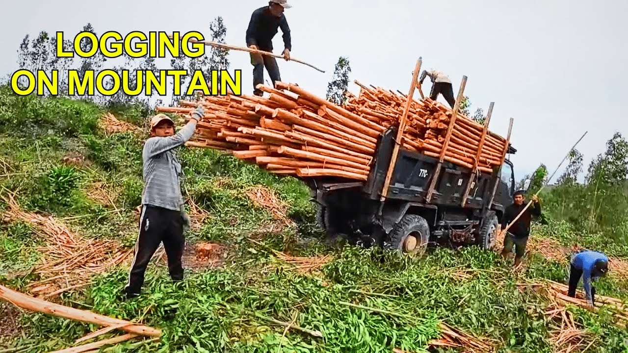Daring Logging Operation on a Rugged Coastal Mountain! - YouTube