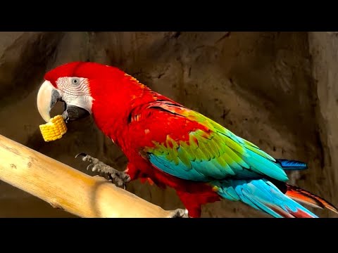 Dancing Macaw | Parrot Eating Food and Dancing | Aviary Daily | Macaw Parrot Live - YouTube
