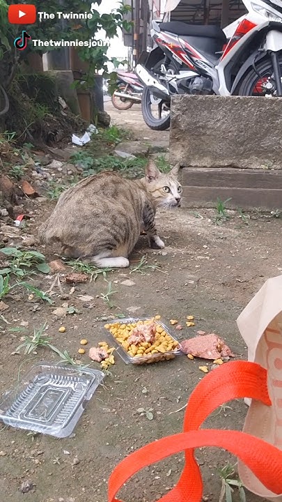 Street Feeding part 290 #kucing - YouTube