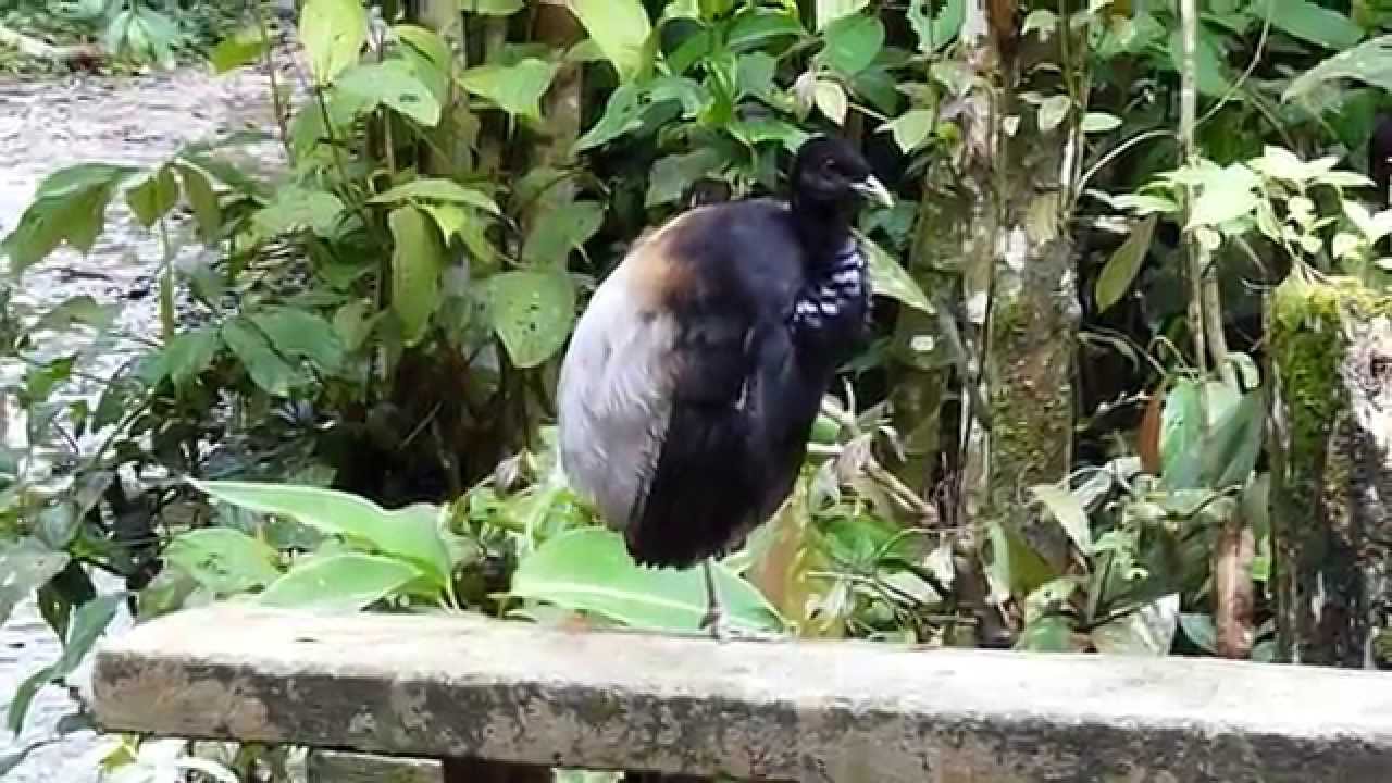Day6 (Animal Rescue Ctr, Amazon) Grey-winged Trumpeter 10 Day Ecuador ...