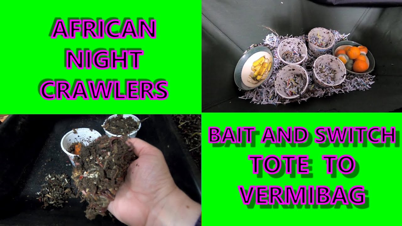 AFRICAN NIGHT CRAWLERS MOVING DAY - YouTube
