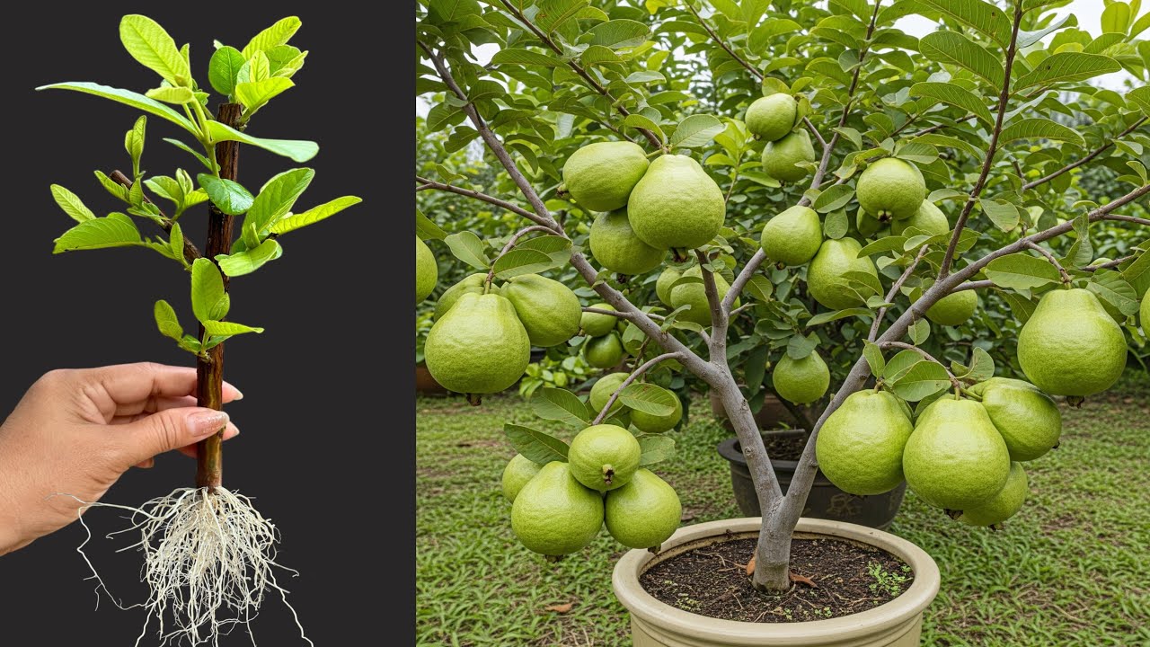 How To Propagate Guava Trees From Cutting Faster With Aloe Vera And ...