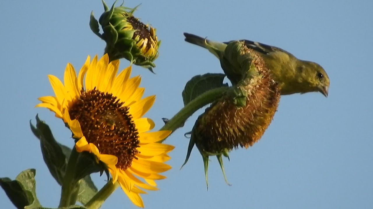 Beautiful yellow bird eating sunflower seeds in Arizona - YouTube