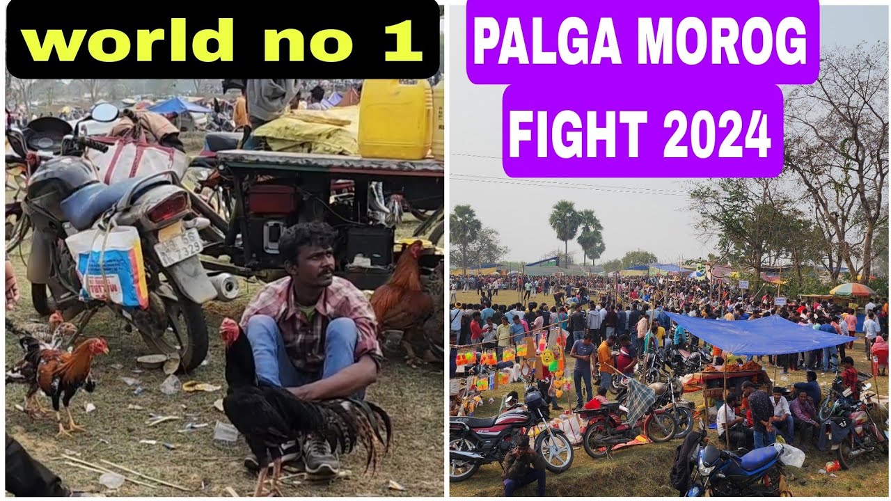 PALGA MOROG FIGHT MELA 2024 #murga #purulia - YouTube