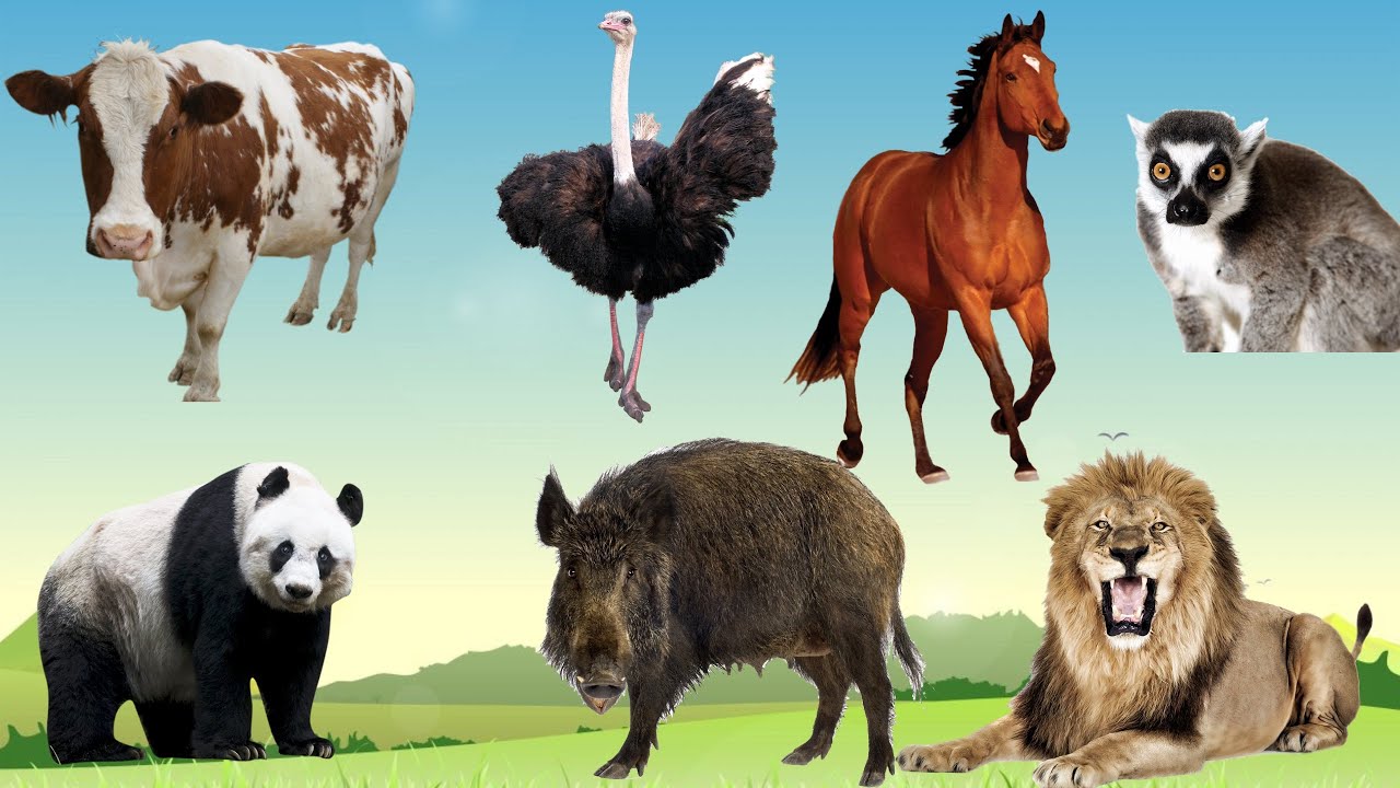 Bustling Animal World Sounds: cow, panda, horse, lemur, lion, ostrich ...