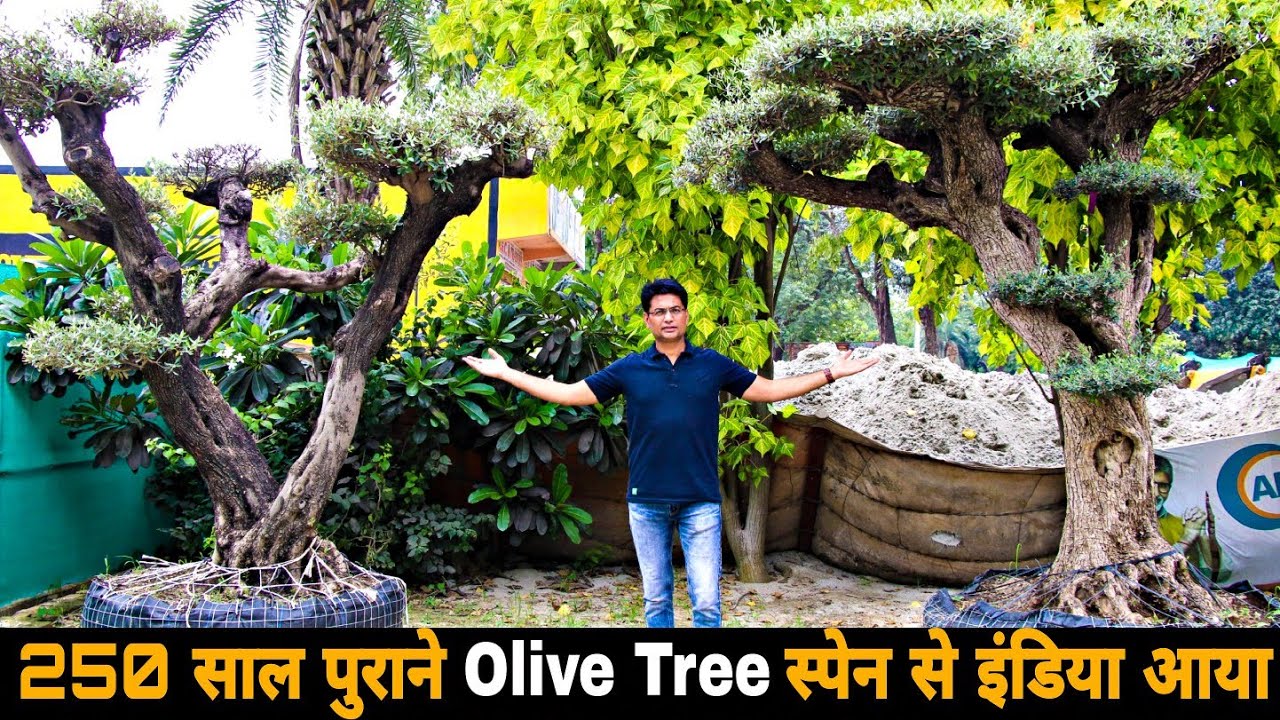 Olive Tree In India Most Decorative Plant Olive olive-tree-in-india-most-decorative-plant-olive