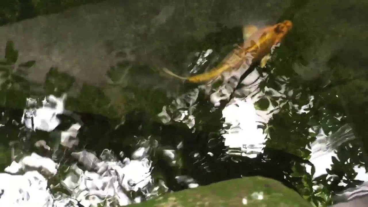 Alligator gar pond footage - YouTube