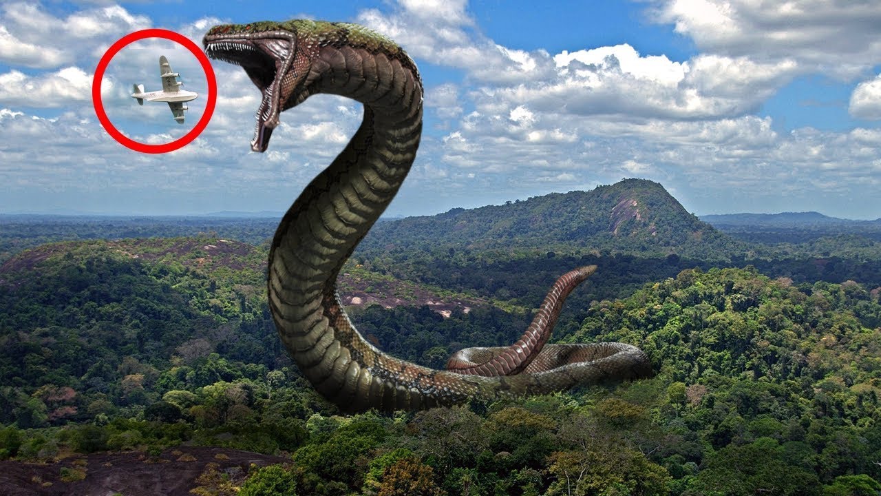 Biggest Snakes Ever Found - YouTube
