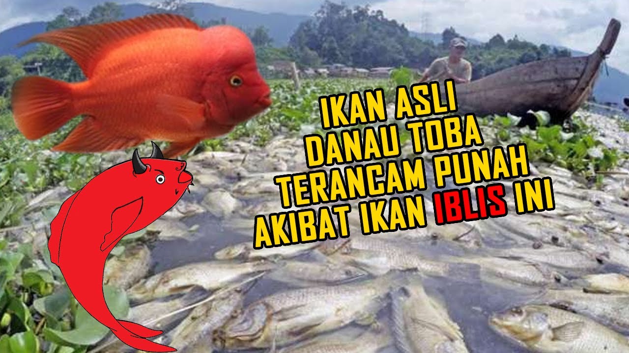Ada Ikan Iblis Merah di Danau Toba Sang Predator yang meresahkan ...