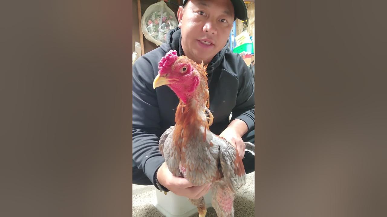 qaib lau qaib tsuam poj - YouTube