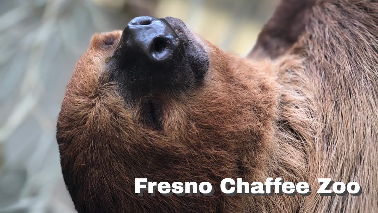 Love Animals? Visit the Fresno Chaffee Zoo - YouTube