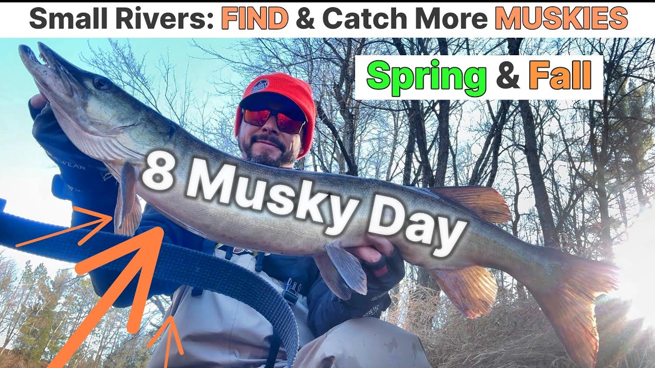 8 Muskies Caught! WHERE To Look For MUSKY On Small Rivers Early & Late ...