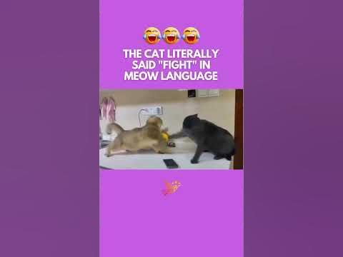 The cat literally said "fight" in meow language #funnyshorts - YouTube