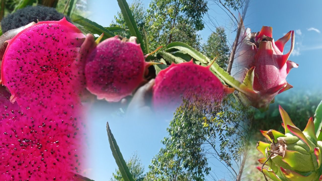 FACTS TO LEAN ON BEFORE SETTING UP A DRAGON FRUIT ORCHARD - YouTube