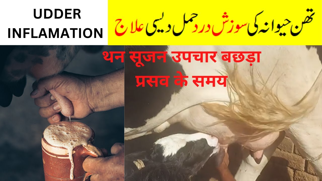How To Protect Cow From Udder Swelling Udder Inflamation and Mastitis ...
