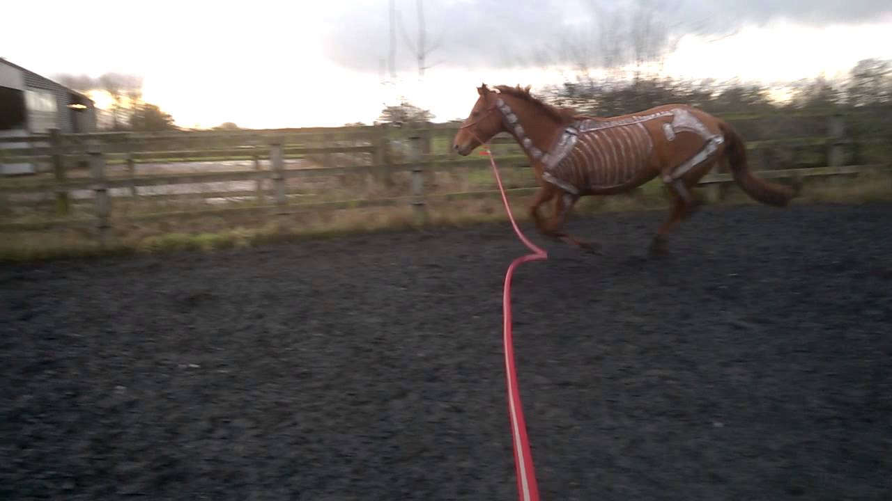 Painted Horse Skeleton Lunging - YouTube