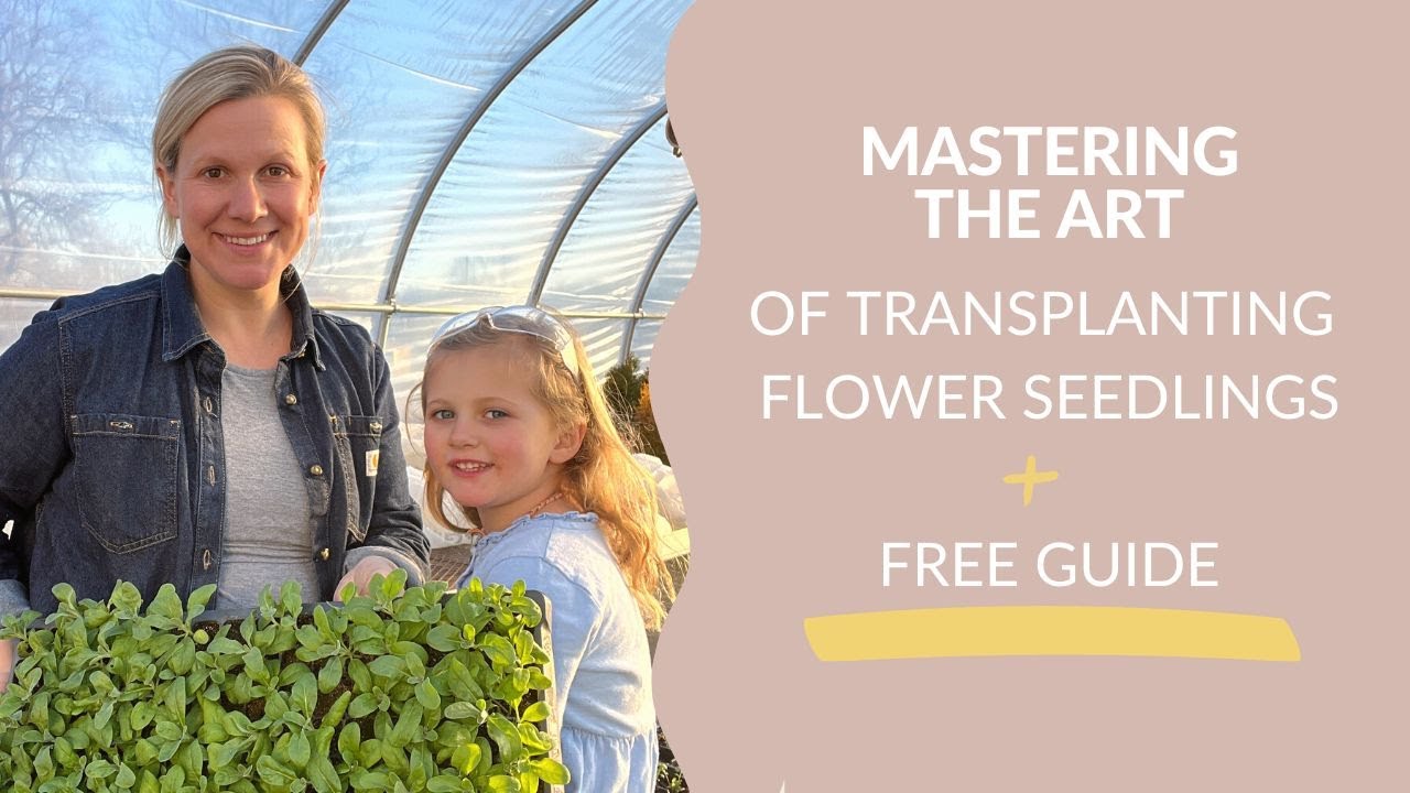 Mastering The Art Of Transplanting Flower Seedlings A Beginners Guide