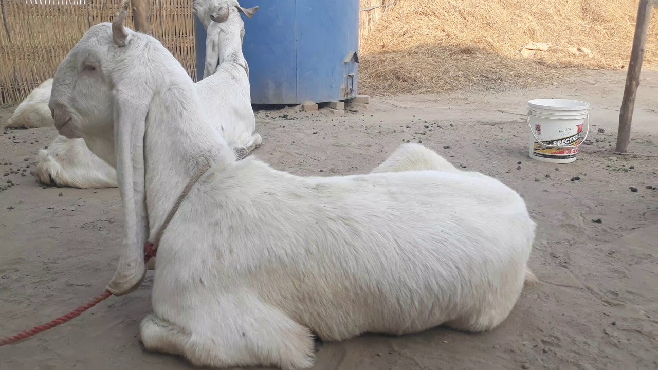14 inch kan ki gulabi bakri || best gulabi goat || New gulabi goat ka ...