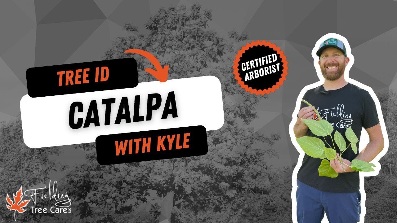 Catalpa Tree Identification - Key Features & How to Spot the Cigar Tree ...